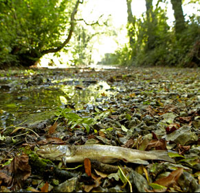 Over-abstraction : The Kennet Catchment