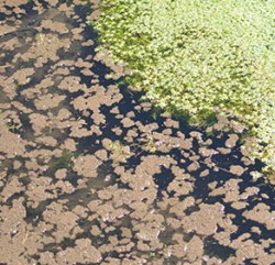 Water quality – nutrients, sedimentation and algal growth : The Kennet ...